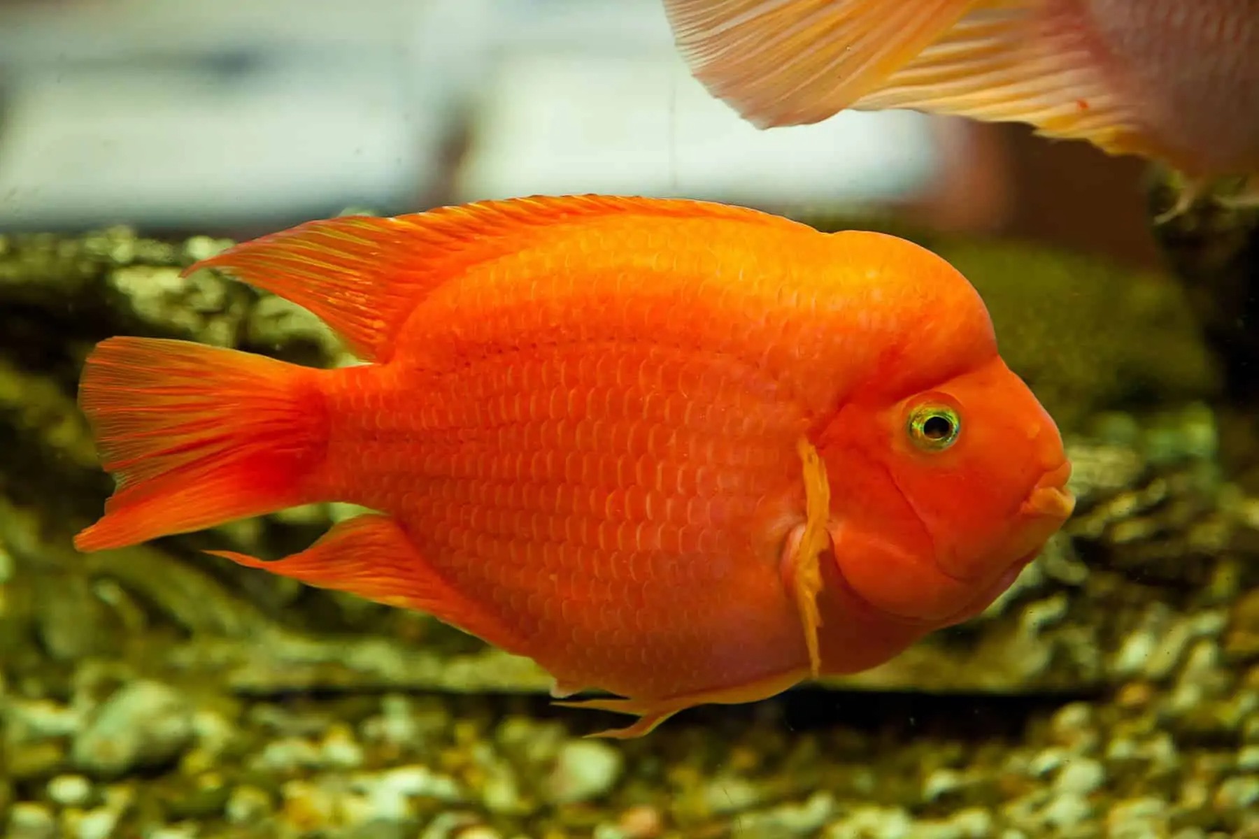 Parrot Fish – Shark Land