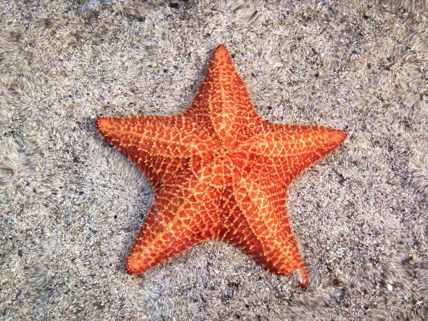 Star Fish – Shark Land